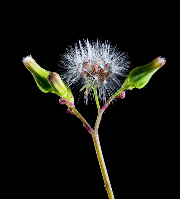 Delicate Flower, She Be - Inspire By O'Nika